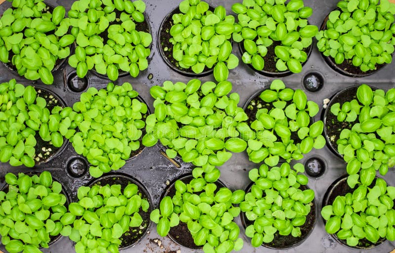 Vegetable Sprout Seedling Growing in Nursery Tray Stock Image - Image ...