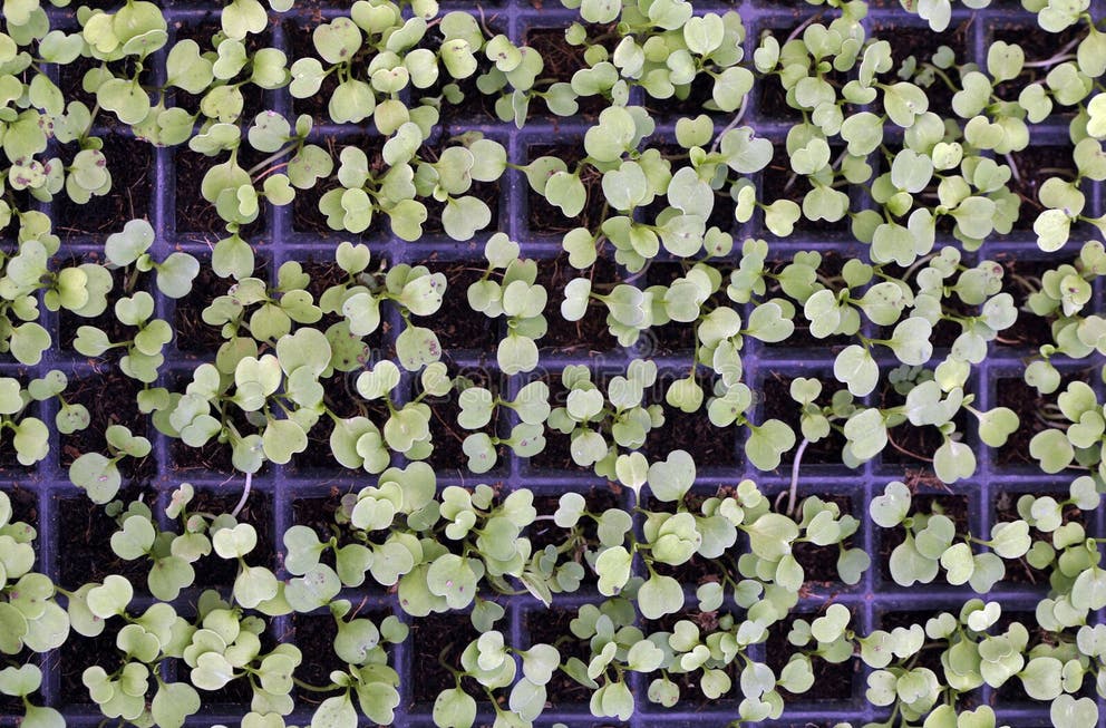 Vegetable Sprouts in Development by Hydroponics Stock Image - Image of ...