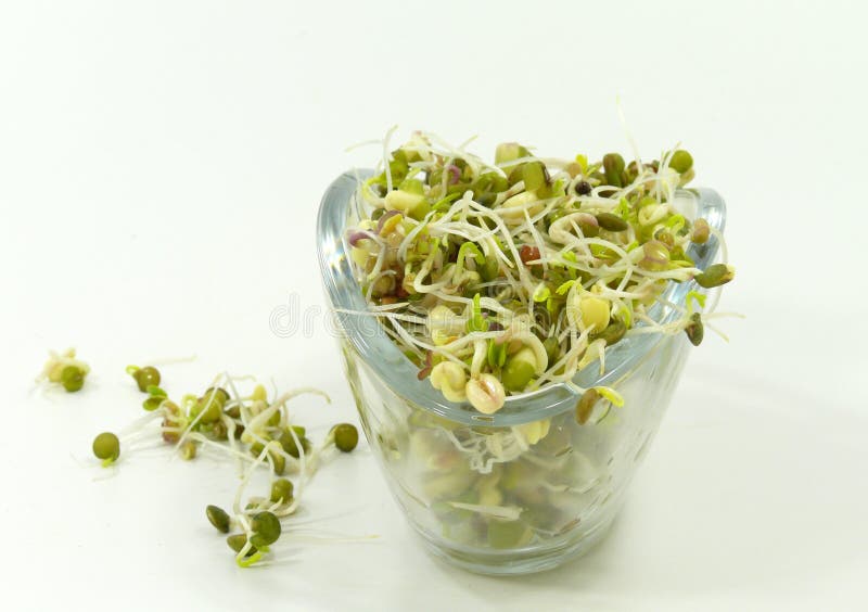 Vegetable sprouts stock photo. Image of sprouts, plant - 49559002