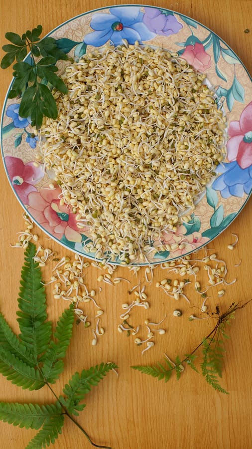 Vegetable Sprouts Photo on Plate Stock Photo - Image of sprouts ...