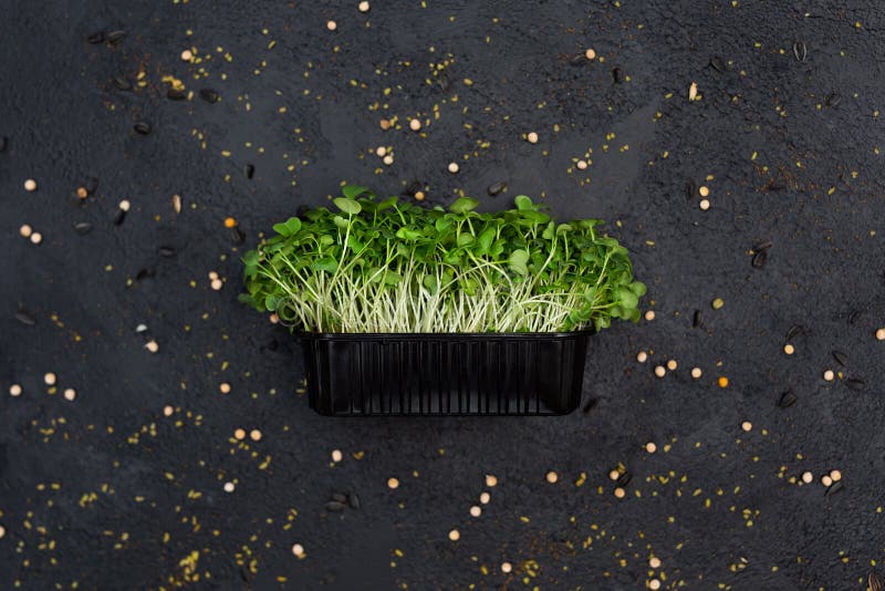 Vegetable Sprouts Radish, Micro -, Microgin. Stock Image - Image of ...