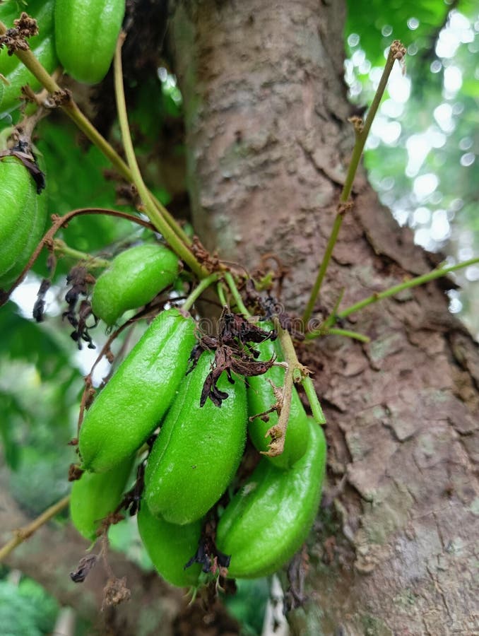 Vegetable Starfruit & X28;also Known As Starfruit Wuluh, Starfruit ...