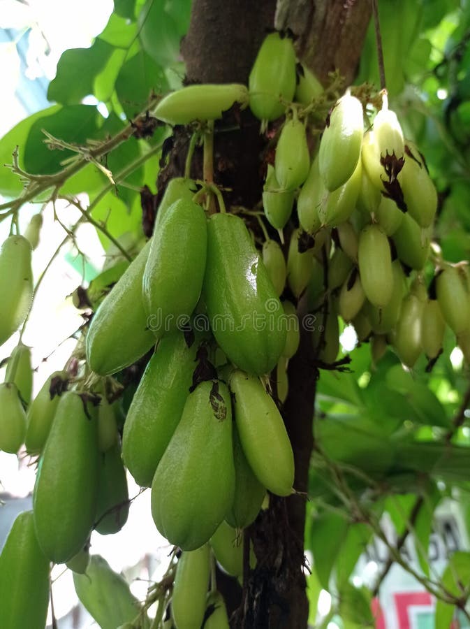 Vegetable Starfruit is a Kind of Small Tree that is Thought To Have ...