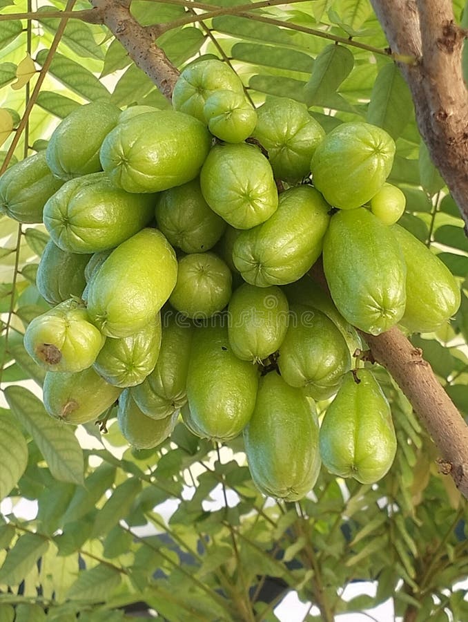 Vegetable Starfruit Thrives and is Green in the Garden Stock Image ...