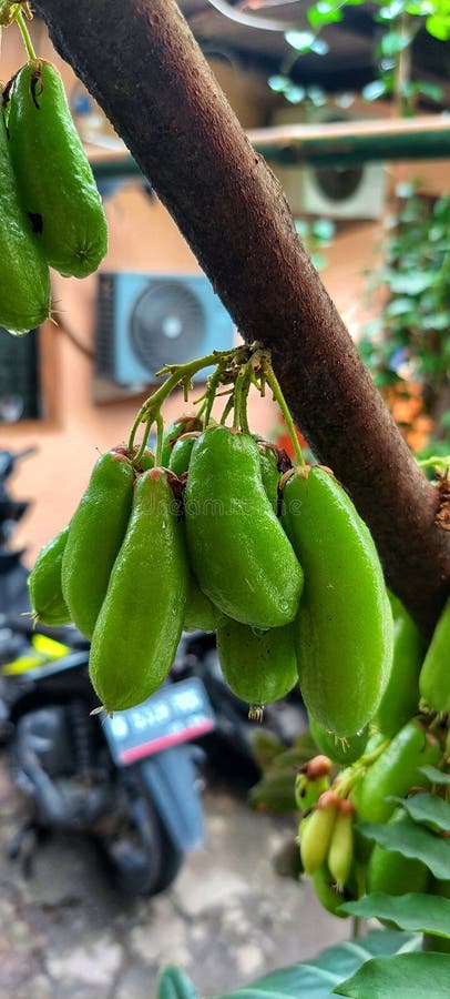 Vegetable starfruits stock image. Image of green, averrhoa - 268800009