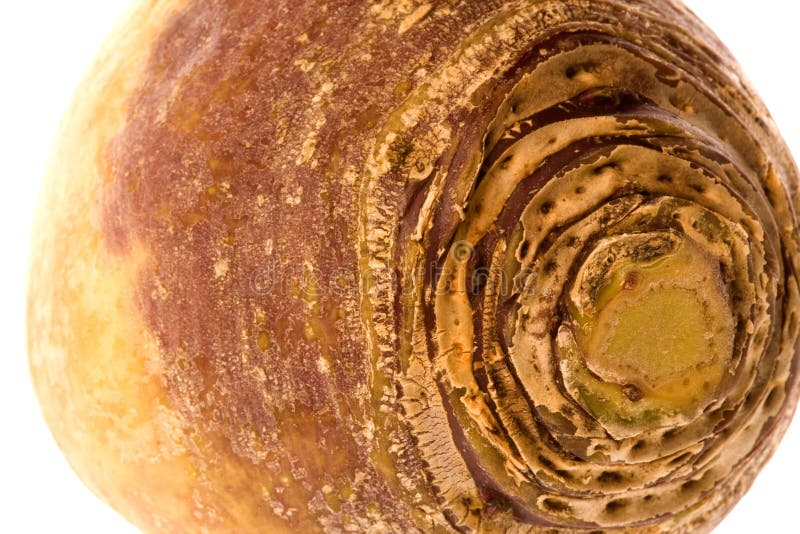 Vegetable - Swede stock photo. Image of closeup, nature - 5889286