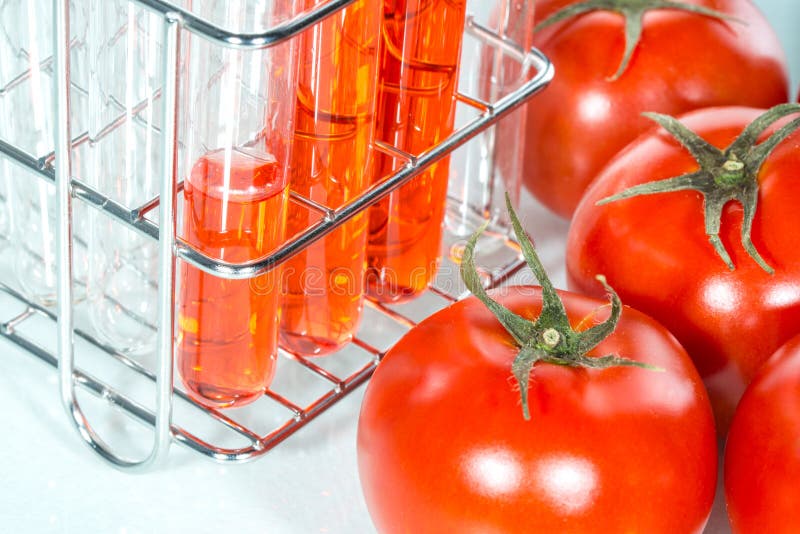 Vegetable Test, Genetic Modification, Tomato Stock Image - Image of ...