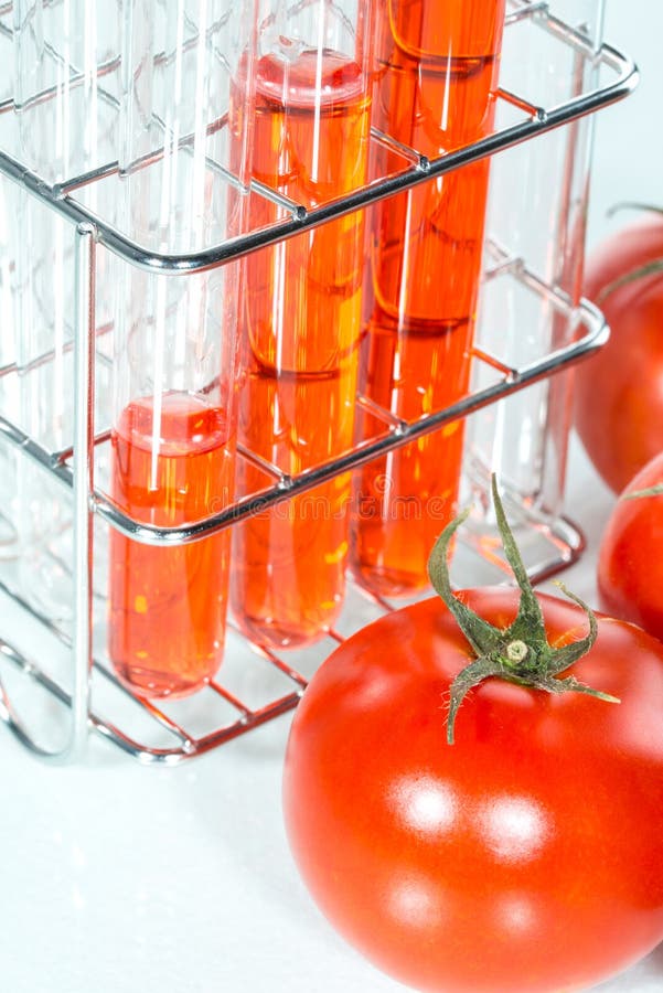 Vegetable Test, Genetic Modification, Tomato Stock Image - Image of ...