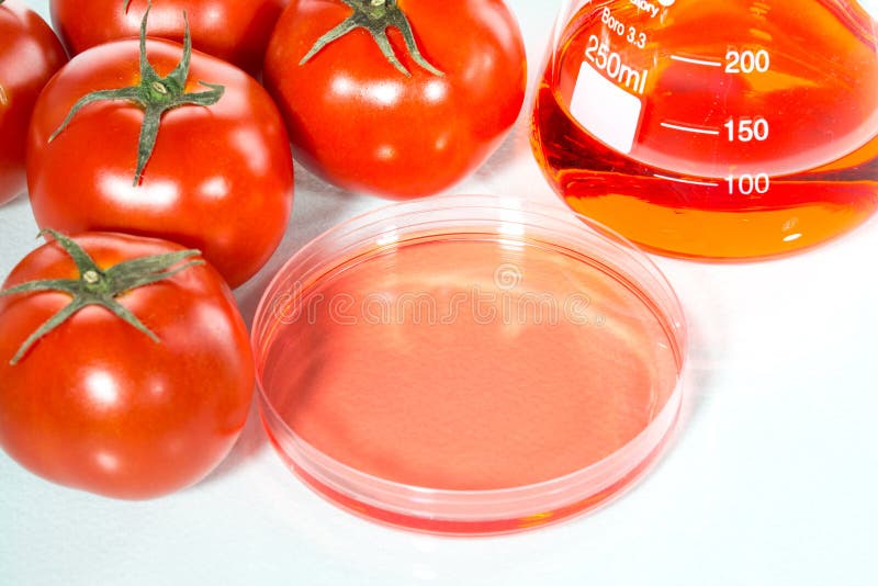 Vegetable Test, Genetic Modification, Tomato Stock Photo - Image of ...