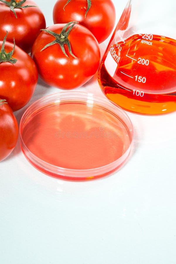 Vegetable Test, Genetic Modification, Tomato Stock Photo - Image of ...