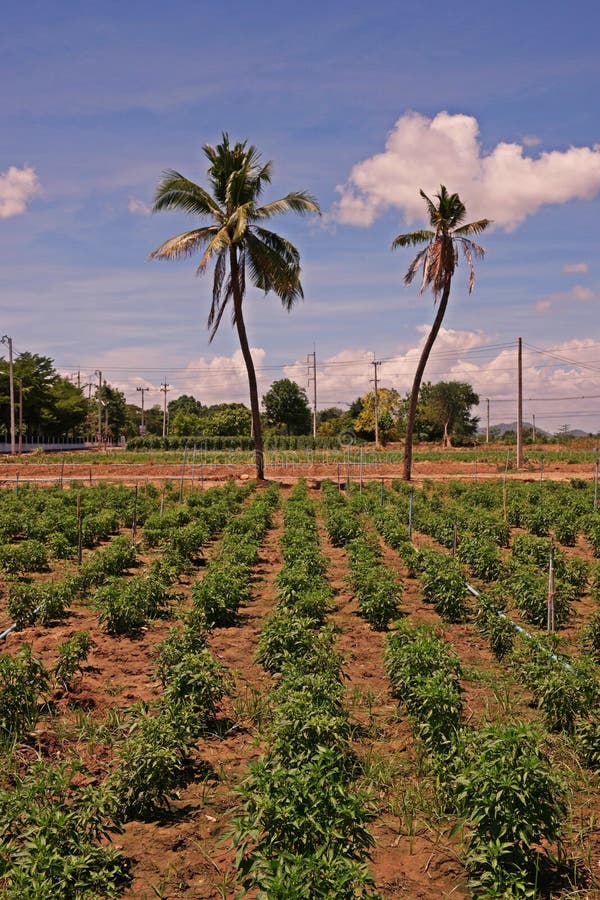 Vegetable test plot,chilli stock image. Image of plot - 91340289