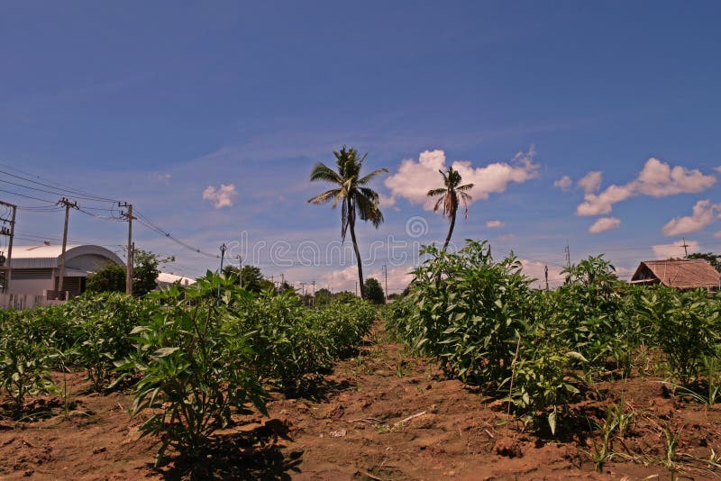 Vegetable test plot,chilli stock image. Image of field - 91340307
