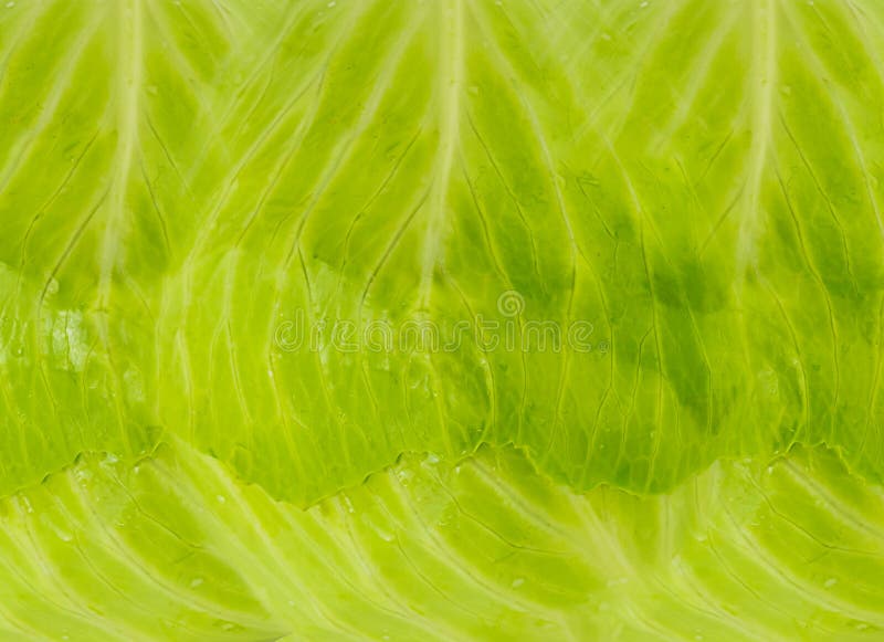 Vegetable Texture Natural Leaf Cabbage Light Green Background Stock ...
