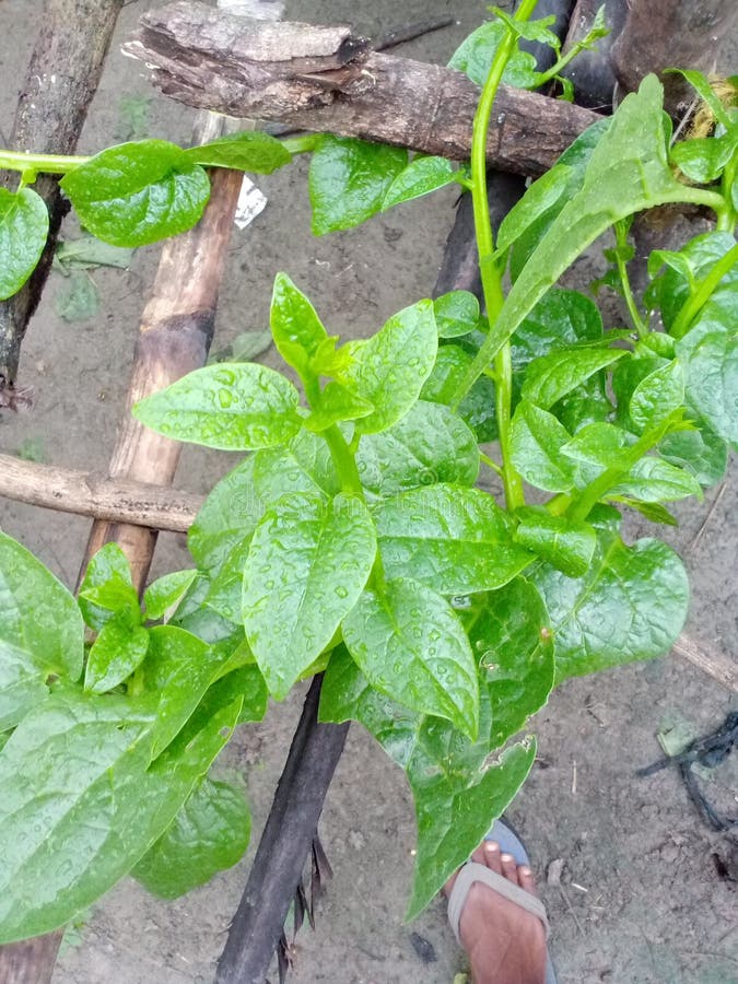 Vegetable tree fresh stock photo. Image of leaf, tree - 196954726