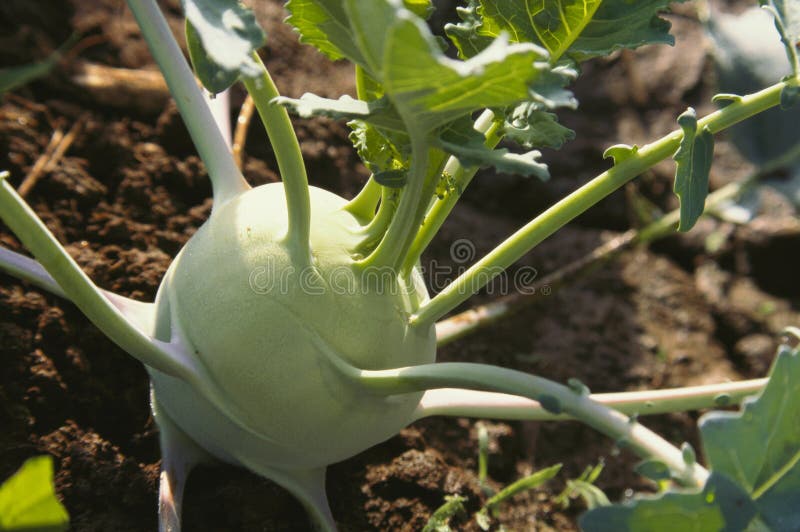 Indian Vegetable Turnip or Alkol Growing in Field India Stock Image ...