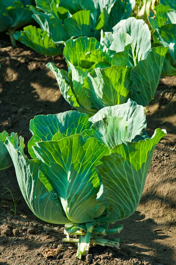 Vegetable white cabbage stock photo. Image of horticulture - 18977170