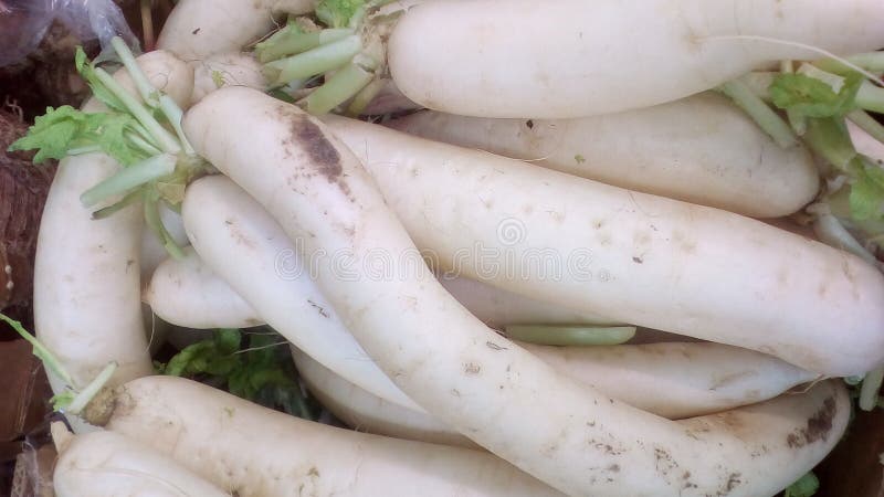 Vegetable stock image. Image of food, season, healthy - 103610467