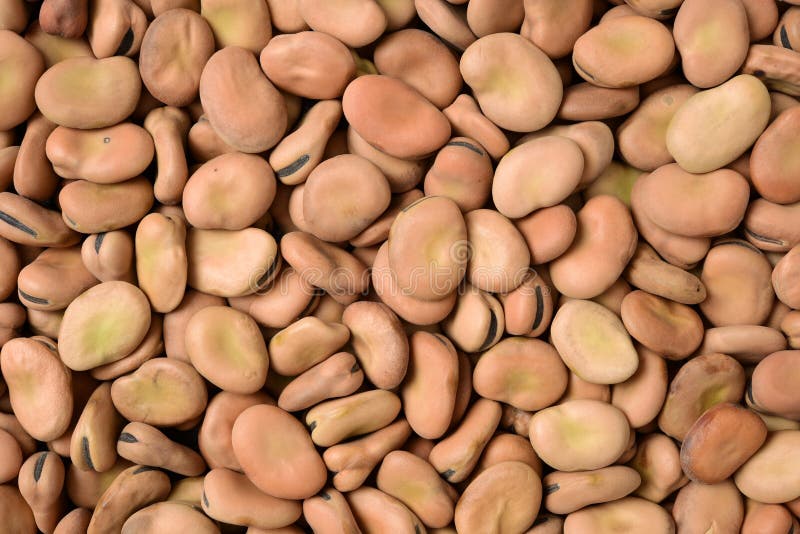 Dried broad bean stock photo. Image of natural, farm - 101990938