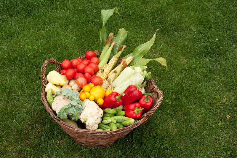 Vegetables basket stock image. Image of agriculture, tomato - 43008705