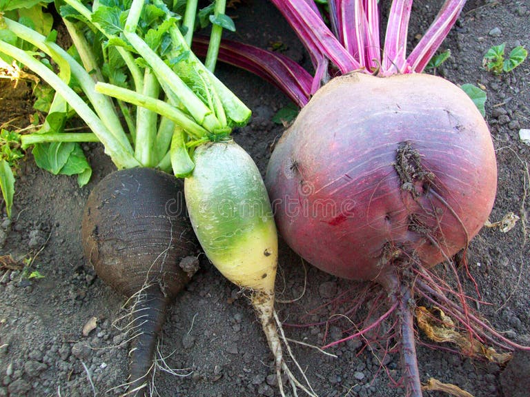 Vegetables beet and radish stock image. Image of radish - 16147845