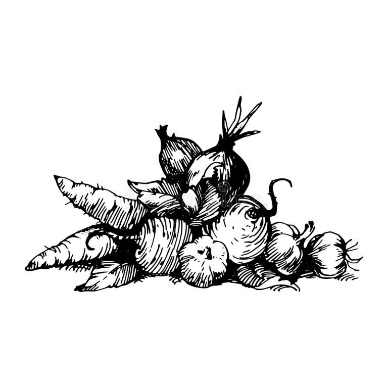 Wild Garlic Drawing Stock Illustrations – 231 Wild Garlic Drawing Stock ...