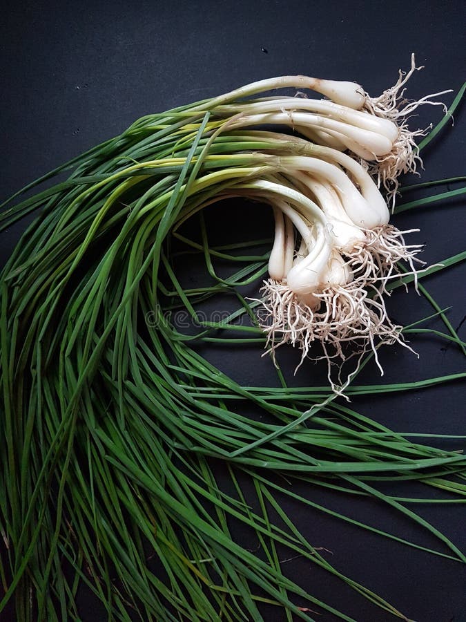 Losun Stock Photos - Free & Royalty-Free Stock Photos from Dreamstime