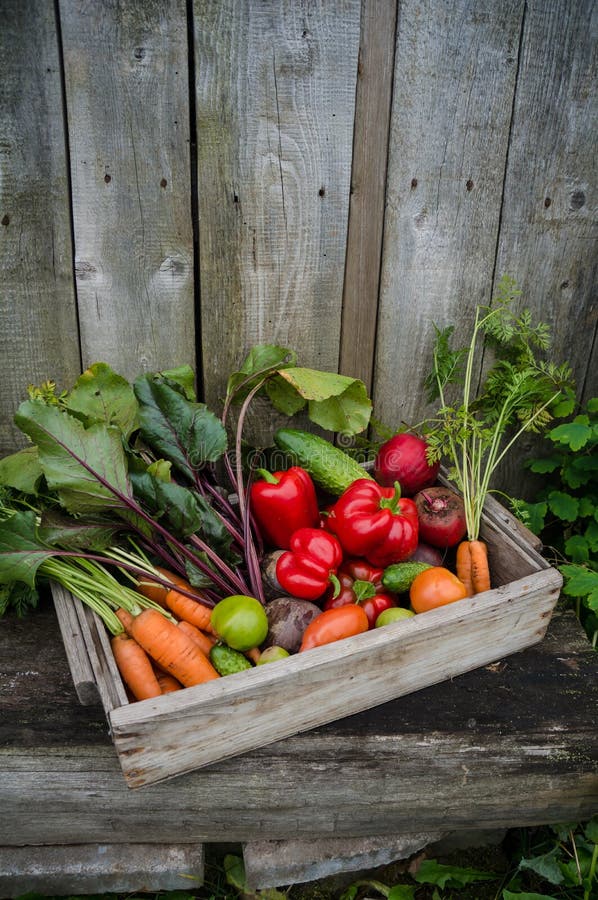 Vegetables in a box stock photo. Image of gardening, fresh - 55094888