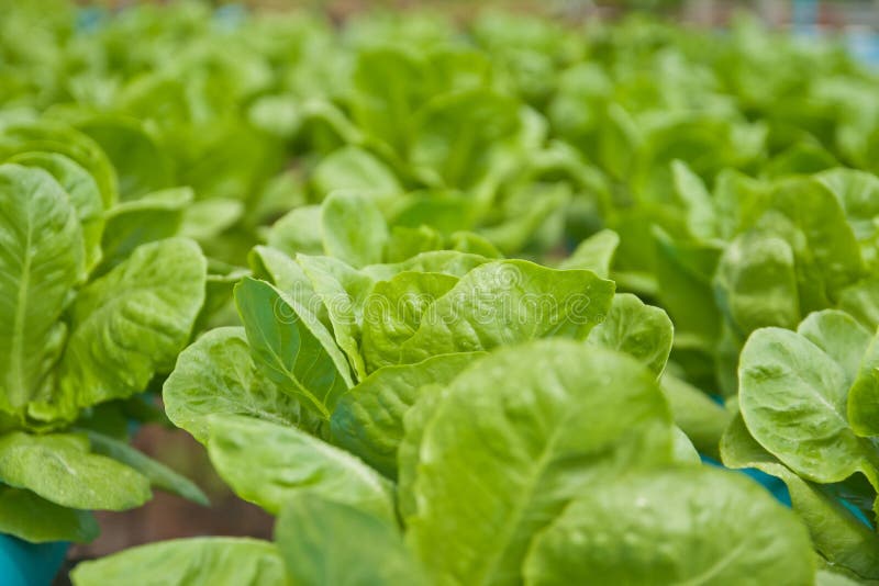 Vegetables Butter Head stock photo. Image of vegetables - 27086892