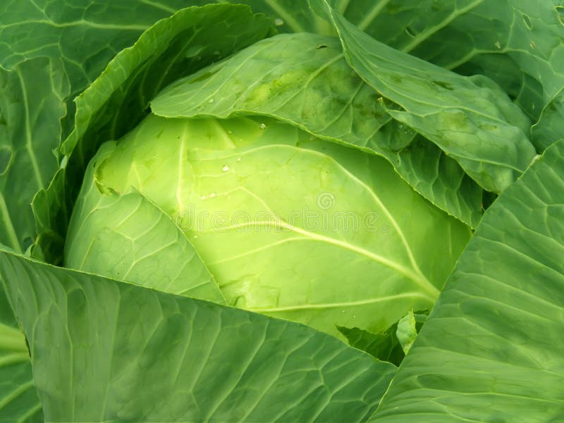 Vegetables cabbage stock image. Image of agriculture - 10777315