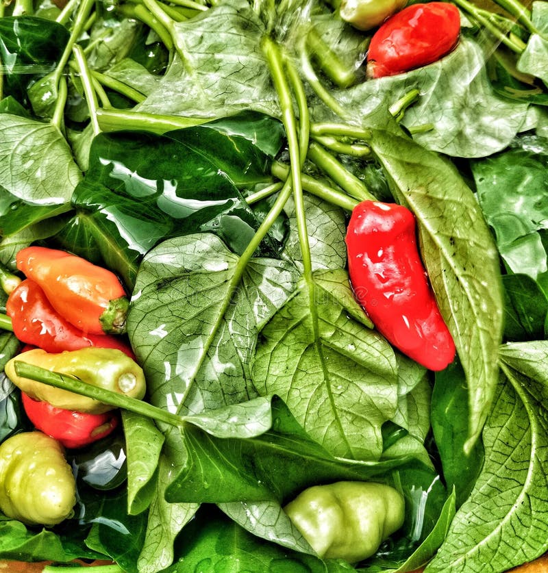 Vegetables and Chilli among the Water Stock Image - Image of vegetables ...