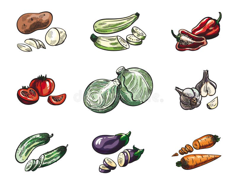 Vegetables color stock vector. Illustration of handmade - 55491764