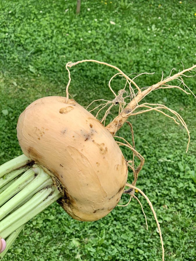 Vegetables in the Countryside Stock Photo - Image of close, countryside ...