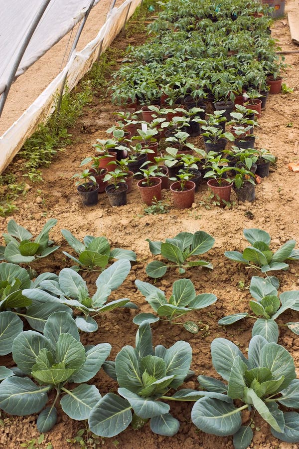 Vegetables cultivation stock photo. Image of agriculture - 17272688
