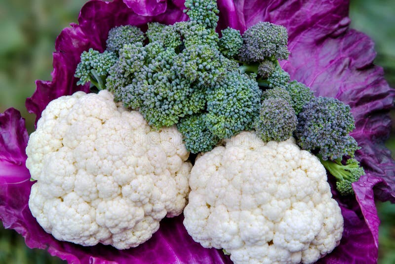 Vegetables of Different Colors Stock Photo - Image of agriculture ...