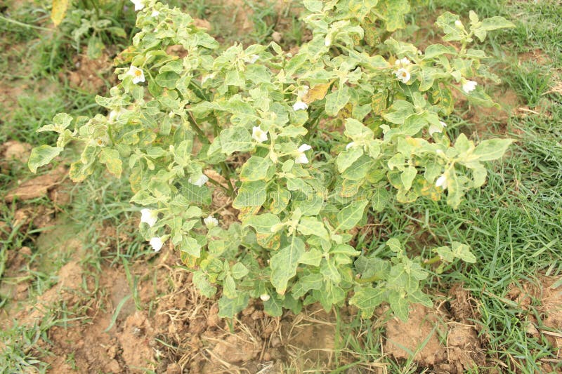 Vegetables are Essential Components of a Healthy Diet Stock Image ...