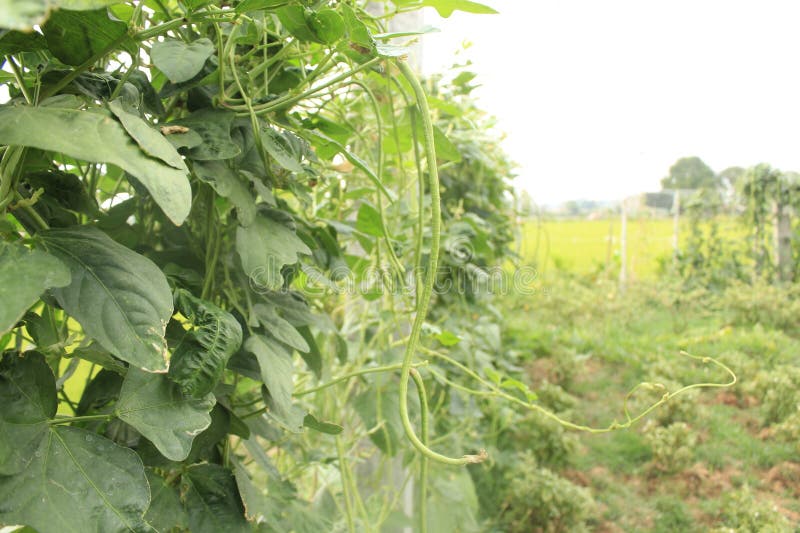 Vegetables are Essential Components of a Healthy Diet Stock Image ...
