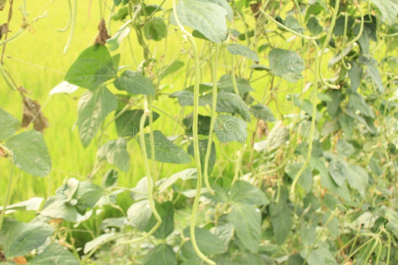 Vegetables are Essential Components of a Healthy Diet Stock Image ...