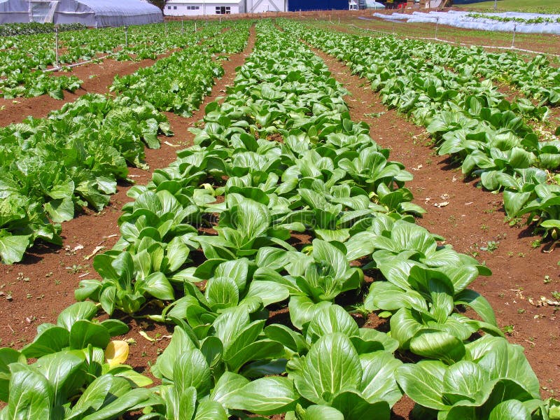 Vegetables Farm stock image. Image of plant, irrigate - 3789397
