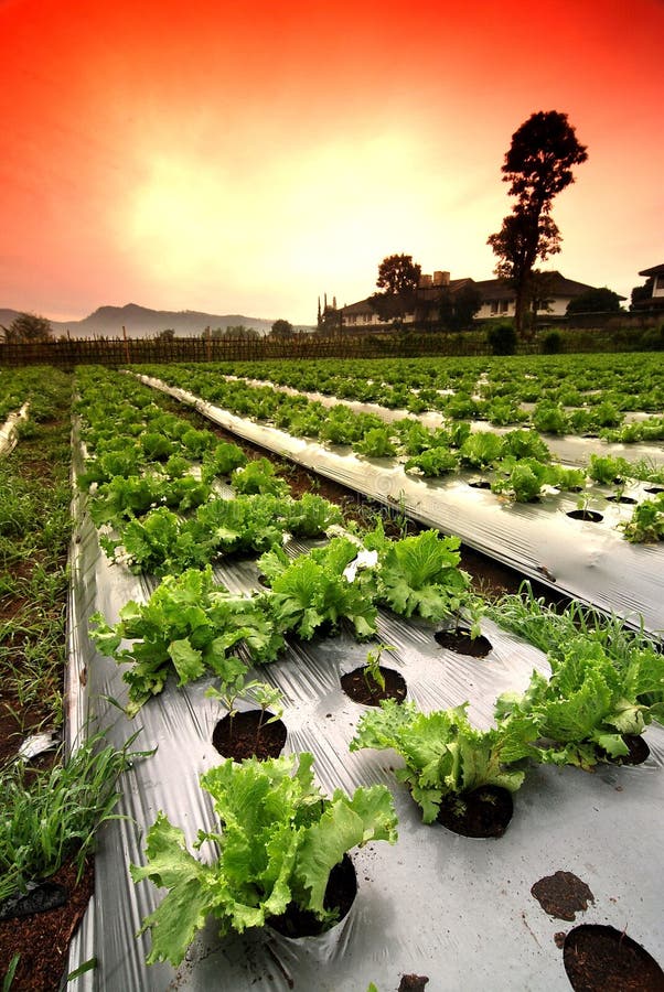 Vegetables Field stock image. Image of field, seeds, agribusiness - 3898783