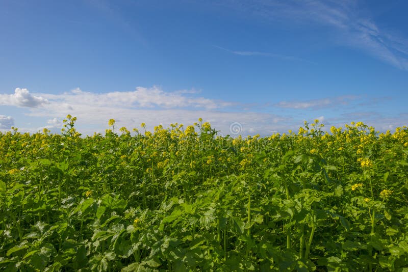Vegetables in a Field in Sunlight Below a Blue Sky in Sunlight at Fall ...