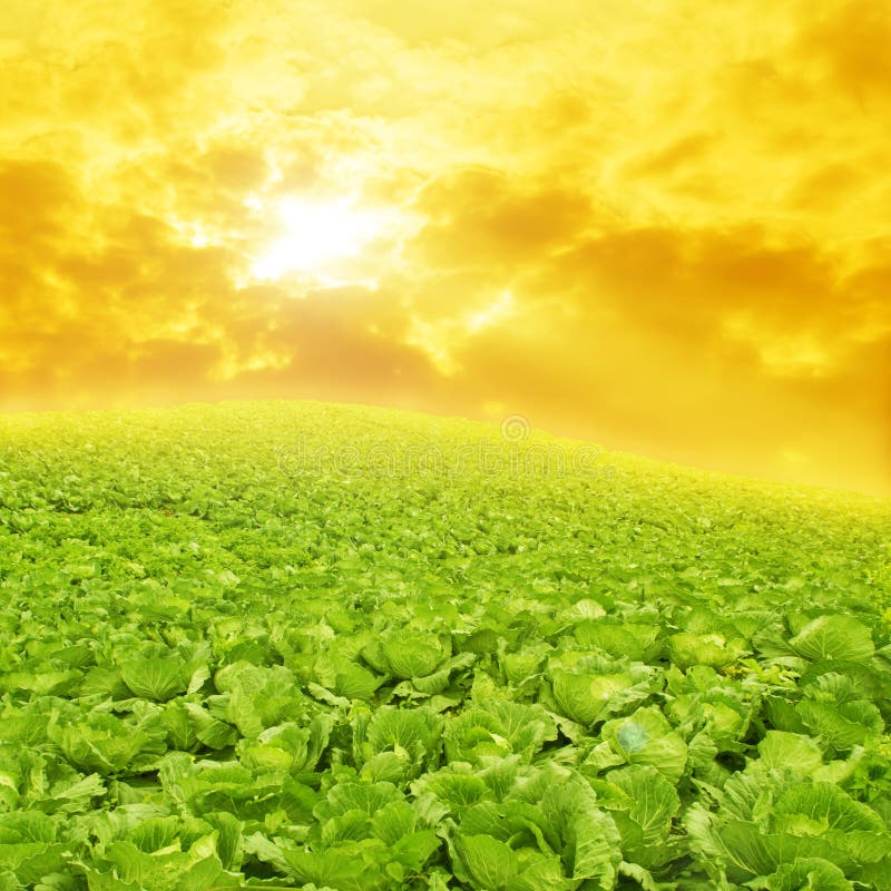 Vegetables Fields and Sunset Stock Image - Image of growing, gardening ...