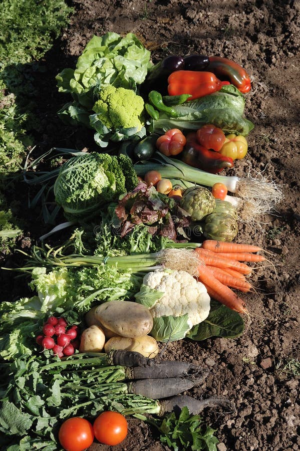 Vegetables on the Floor in an Orchard Stock Photo - Image of broccoli ...