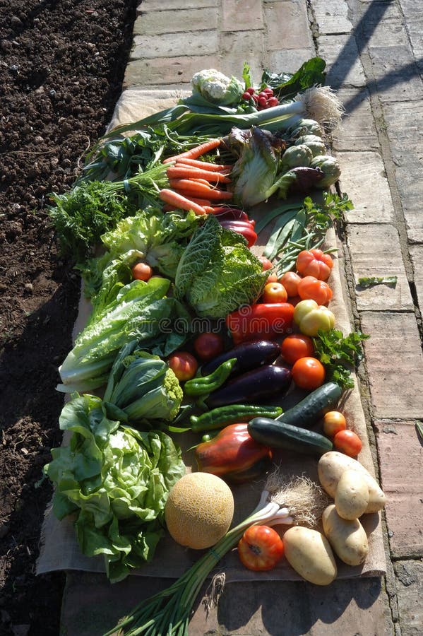 Vegetables on the Floor in an Orchard Stock Photo - Image of broccoli ...