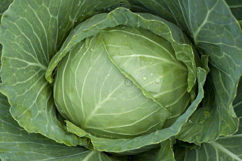 Vegetables, Fresh Green Cabbage Stock Image - Image of cabbage, natural ...