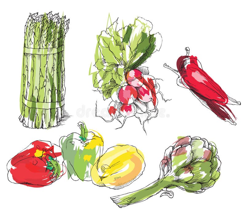 Vegetables stock vector. Illustration of vegetable, hand - 43485901