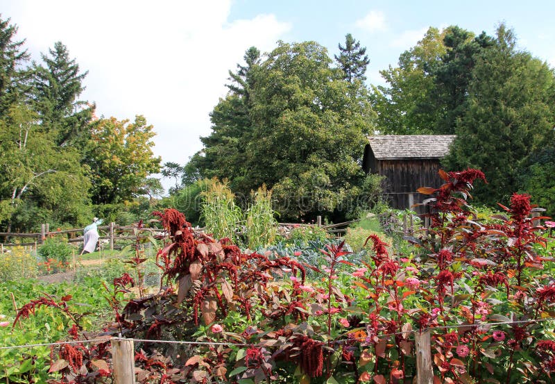 Vegetables Garden stock photo. Image of bush, tree, garden - 85081012