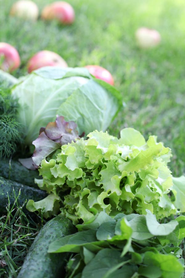 Vegetables in garden stock photo. Image of agriculture - 30358582