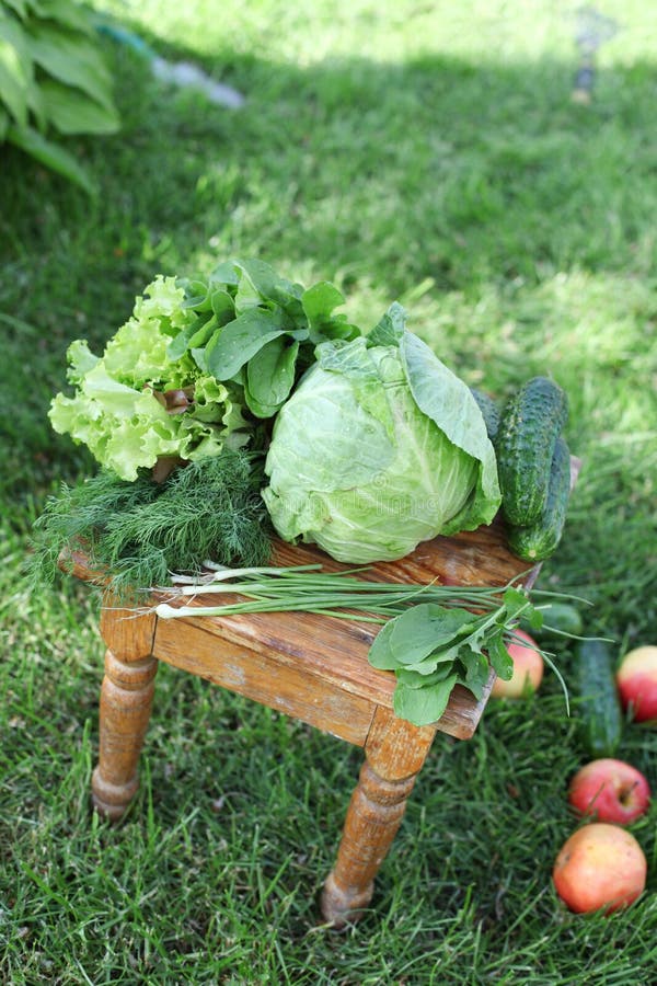 Vegetables in garden stock photo. Image of agriculture - 30358604