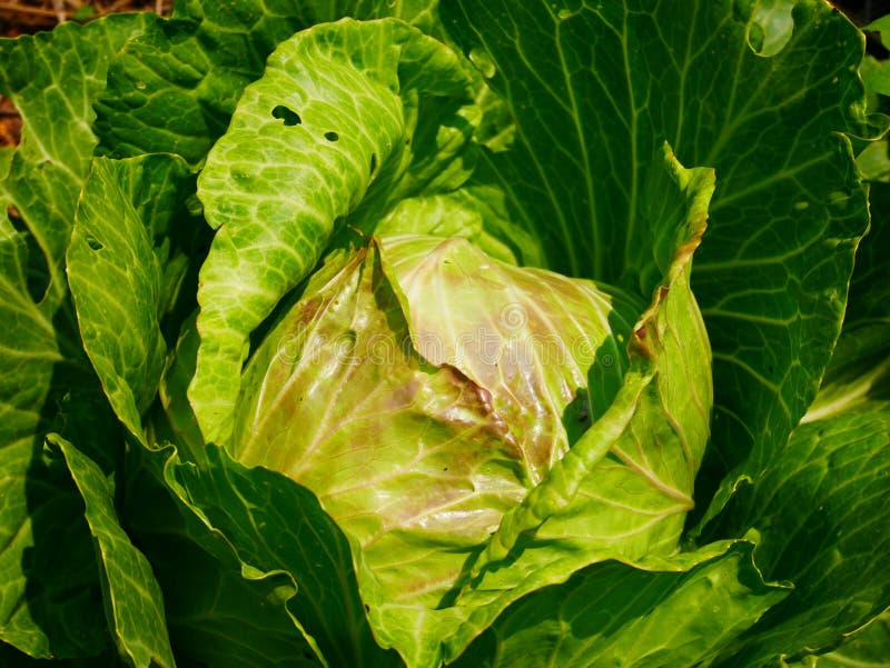 Vegetables Garden: Green Cabbage Close-up Stock Photo - Image of leaves ...