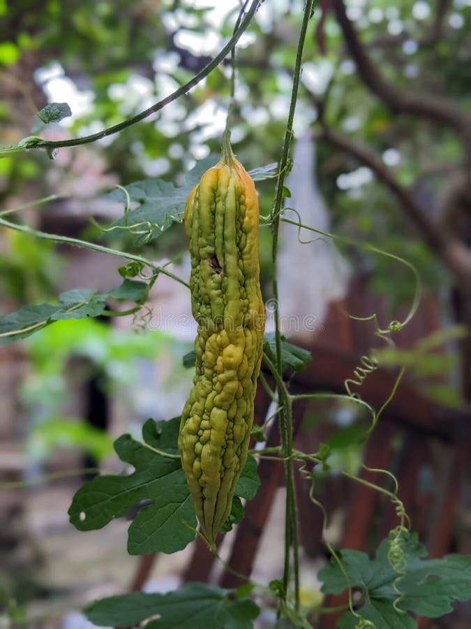 Vegetables garden pare stock photo. Image of vegetables - 264187310